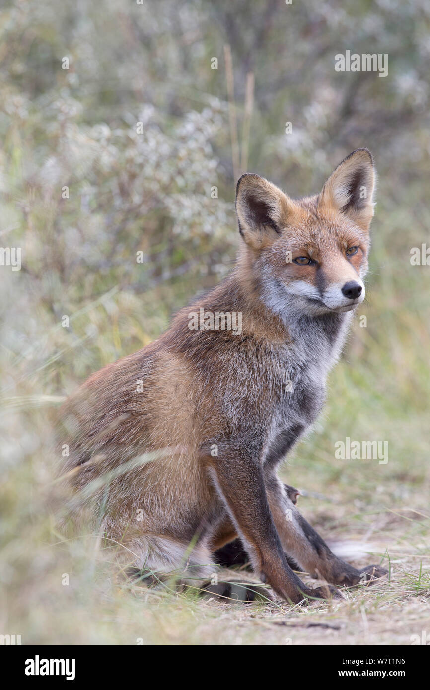 Red fox (Vulpes vulpes) portrait, The Netherlands, October Stock Photo ...