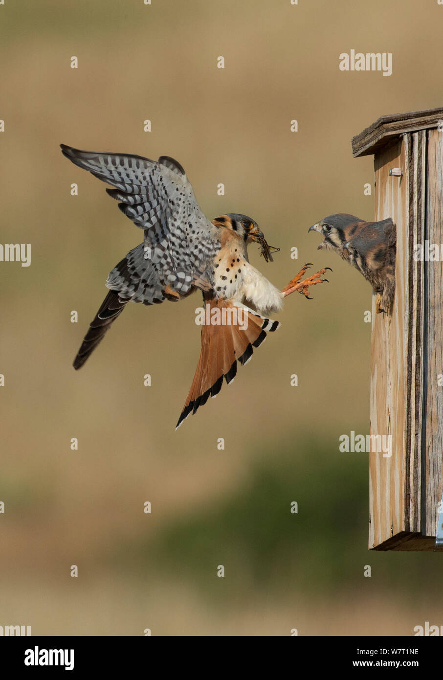 Sparrowhawk flying food hi-res stock photography and images - Alamy