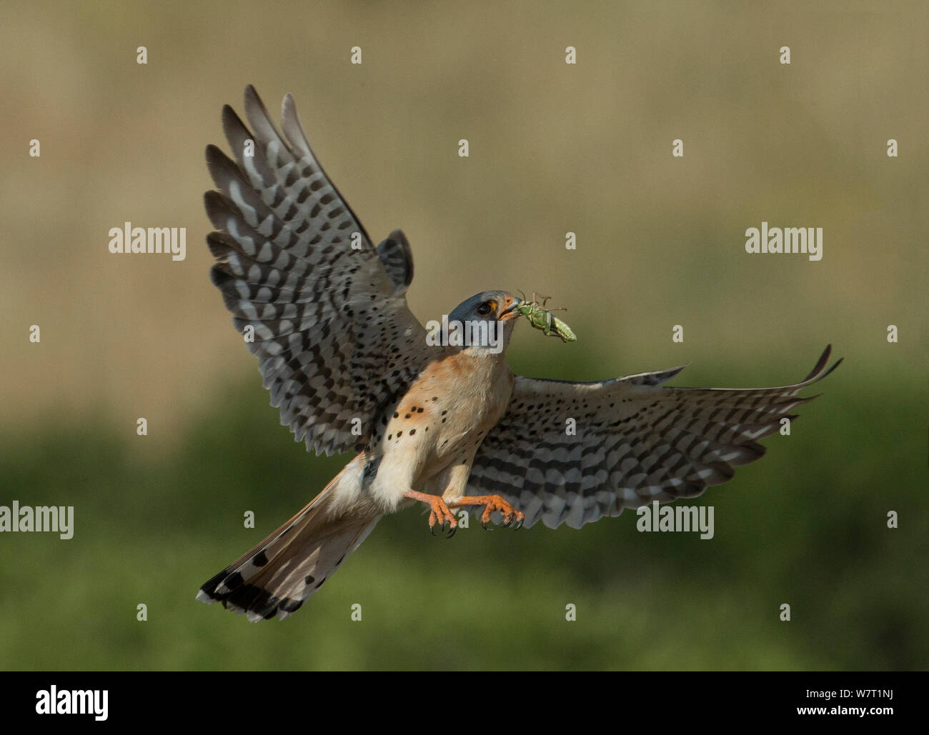 American kestrel male hi-res stock photography and images - Alamy