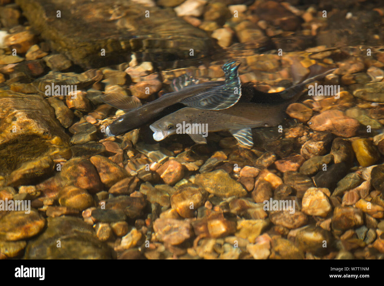 Male Arctic grayling (Thymallus arcticus) displaying to a female ...