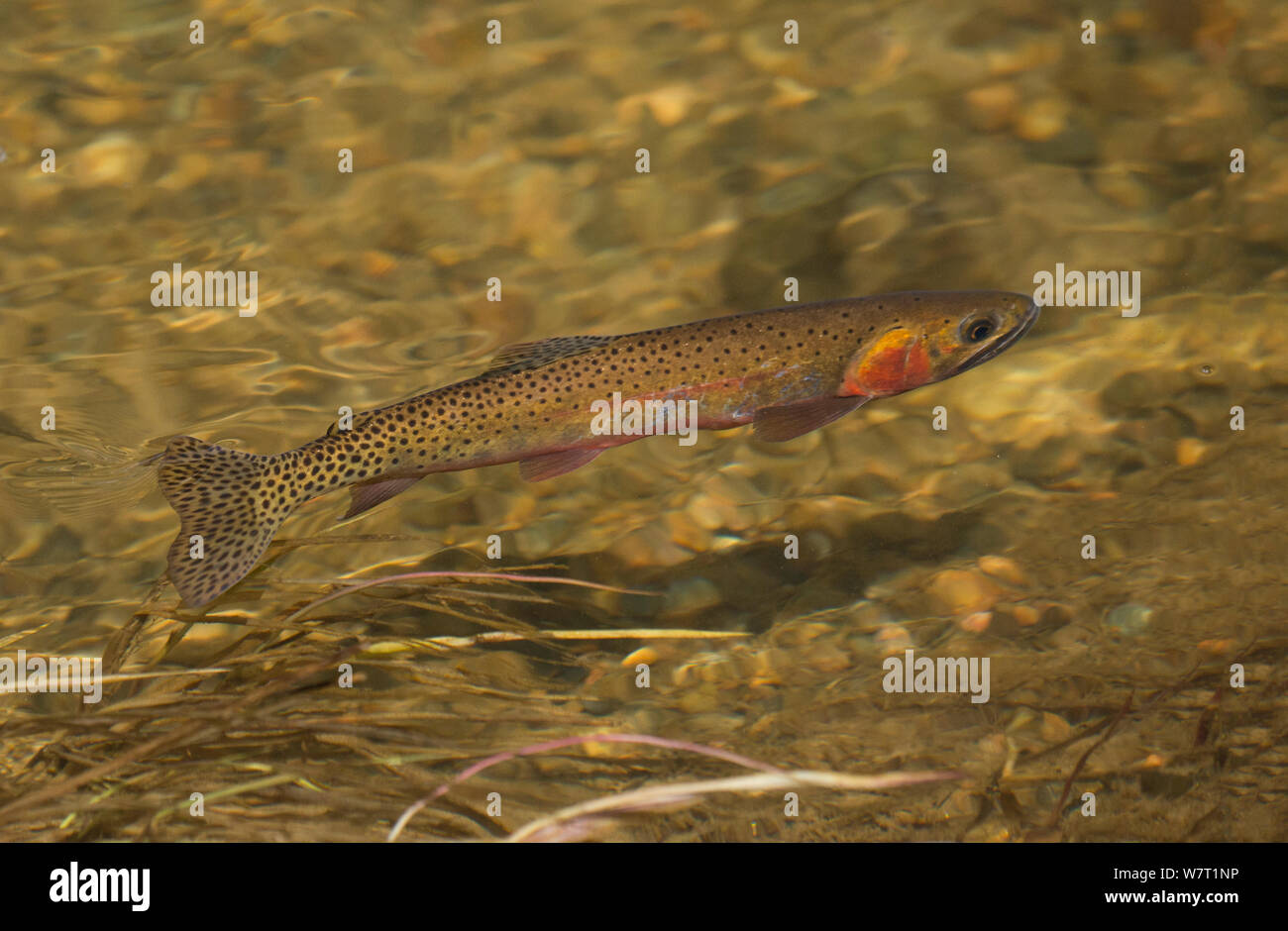 Cutthroat trout hi-res stock photography and images - Alamy