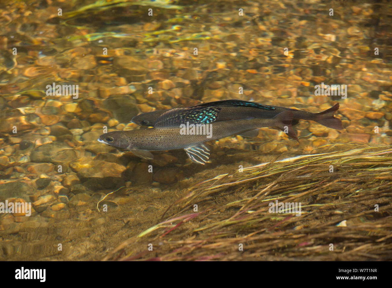 Thymallus arcticus hi-res stock photography and images - Alamy