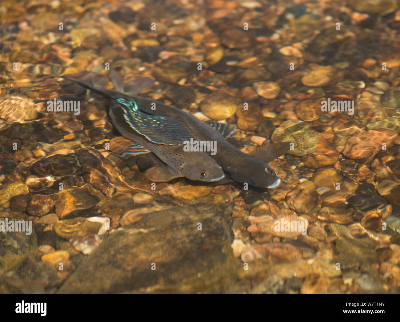 Male Arctic grayling (Thymallus arcticus) displaying to a female ...