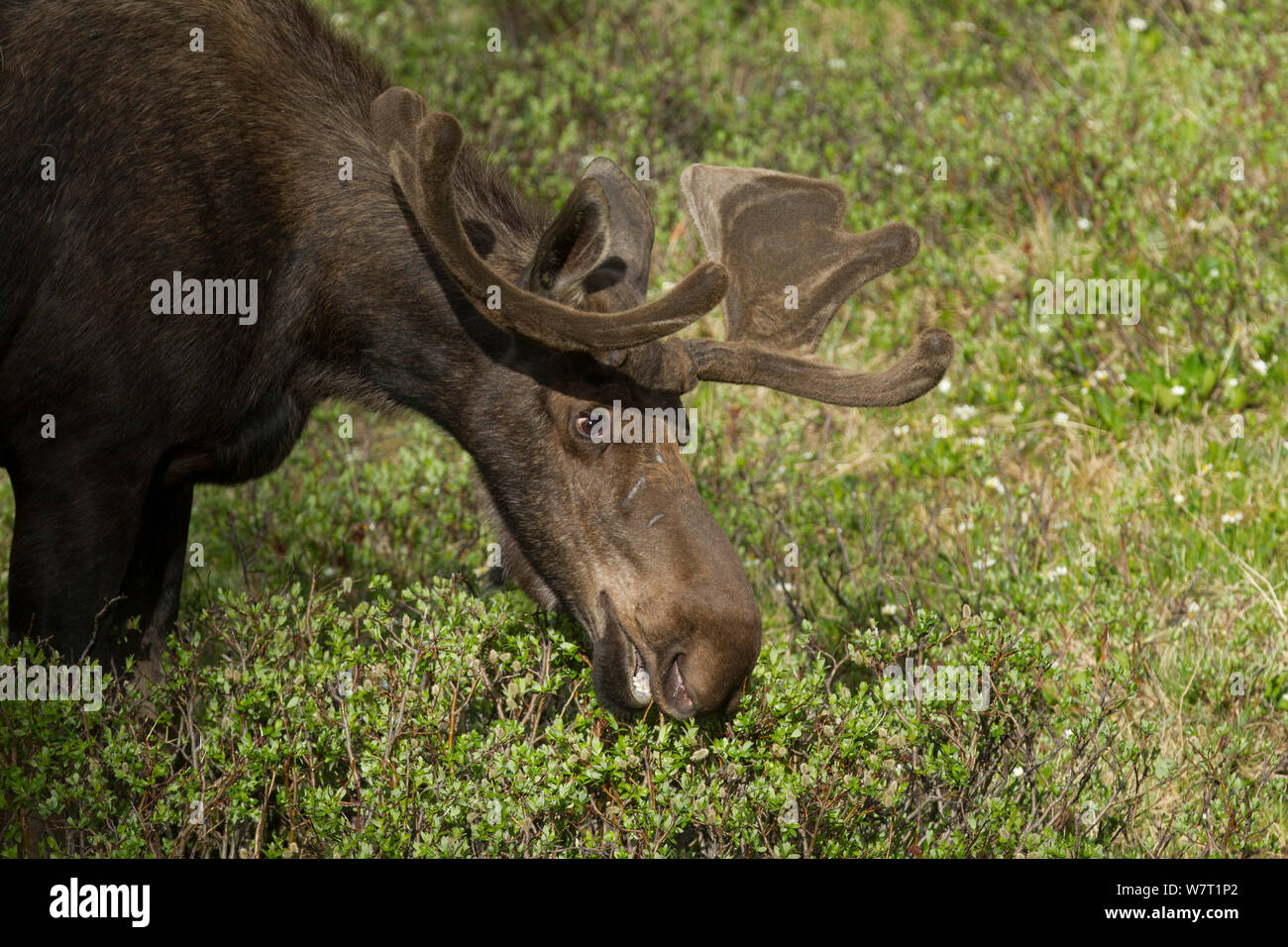 Shiras moose hi-res stock photography and images - Alamy
