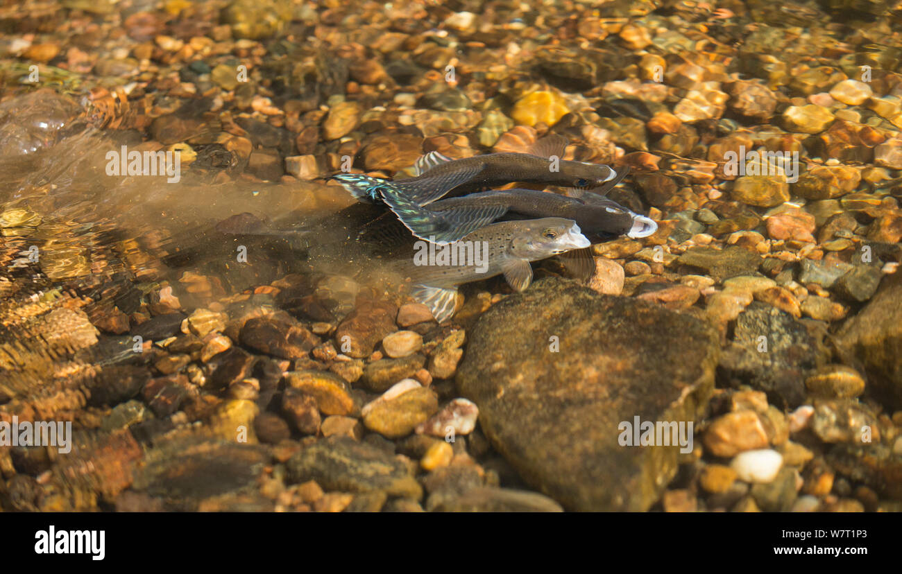 Graylings hi-res stock photography and images - Alamy