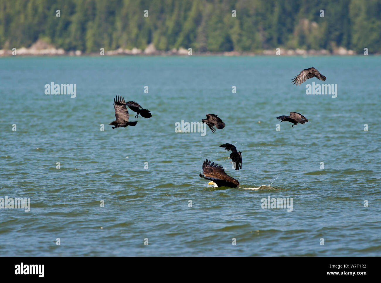 Bald eagle (Haliaeetus leucocephalus) with a Mew gull in its talons ...