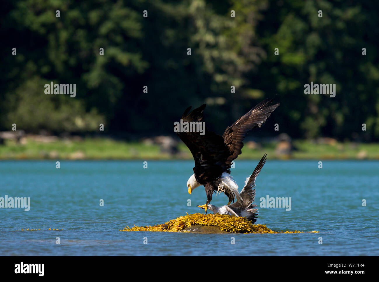 Bald eagle (Haliaeetus leucocephalus) with Mew gull prey (Larus canus ...