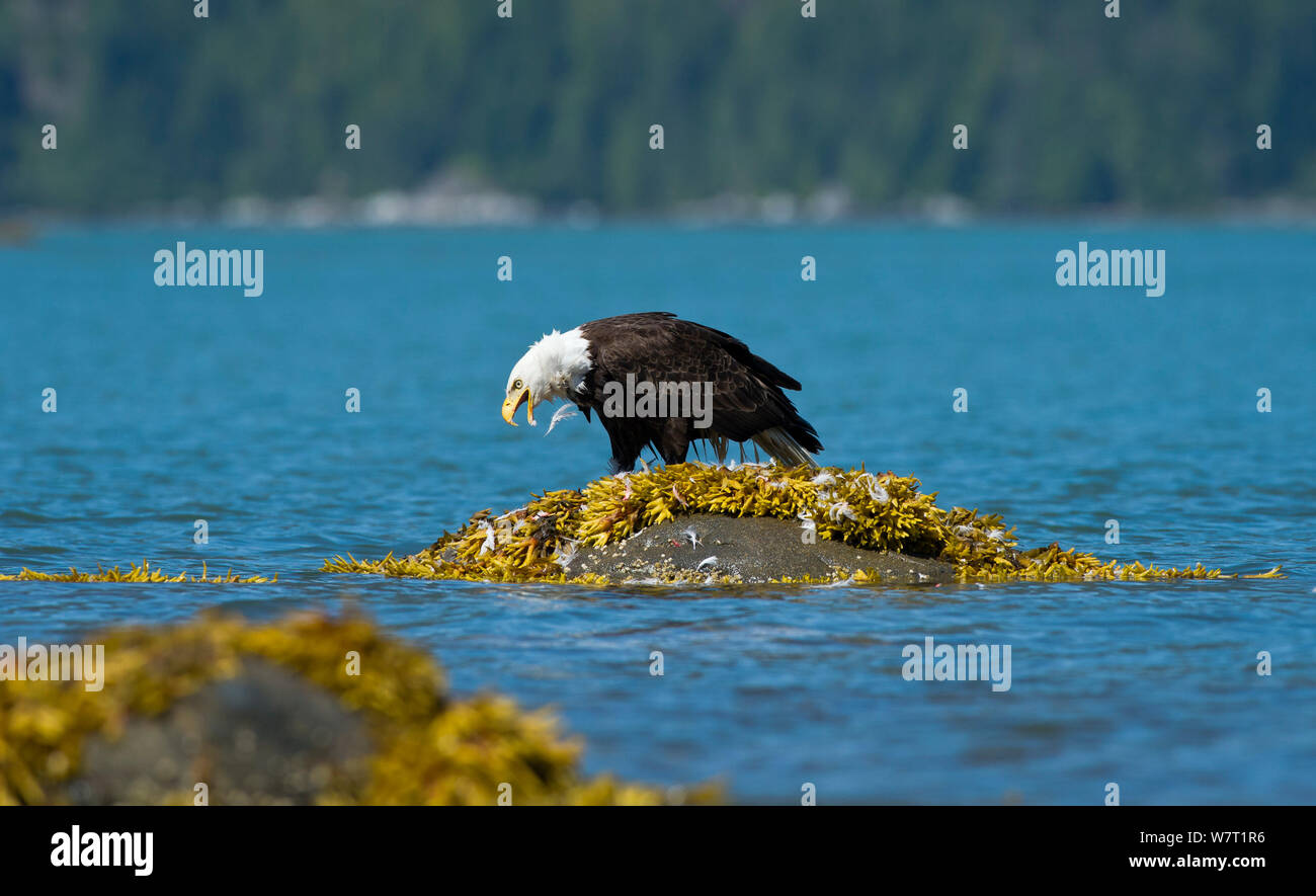 Bald eagle (Haliaeetus leucocephalus) on rock removing Mew gull's ...