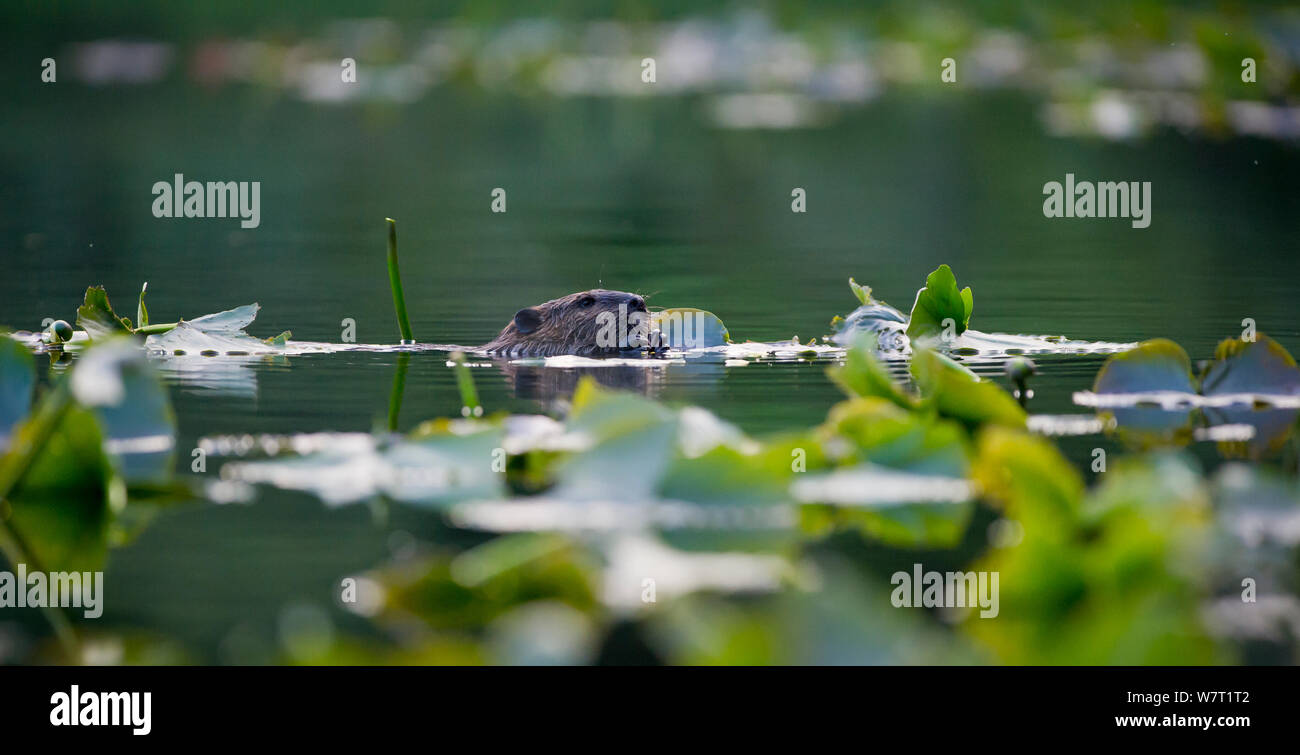 Canadian Beaver (Castor canadensis) swimming in Fairy Lake, Fairy Glen ...