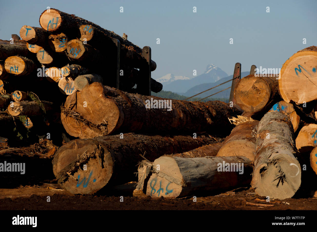 Logging industry canada logs hi-res stock photography and images - Alamy