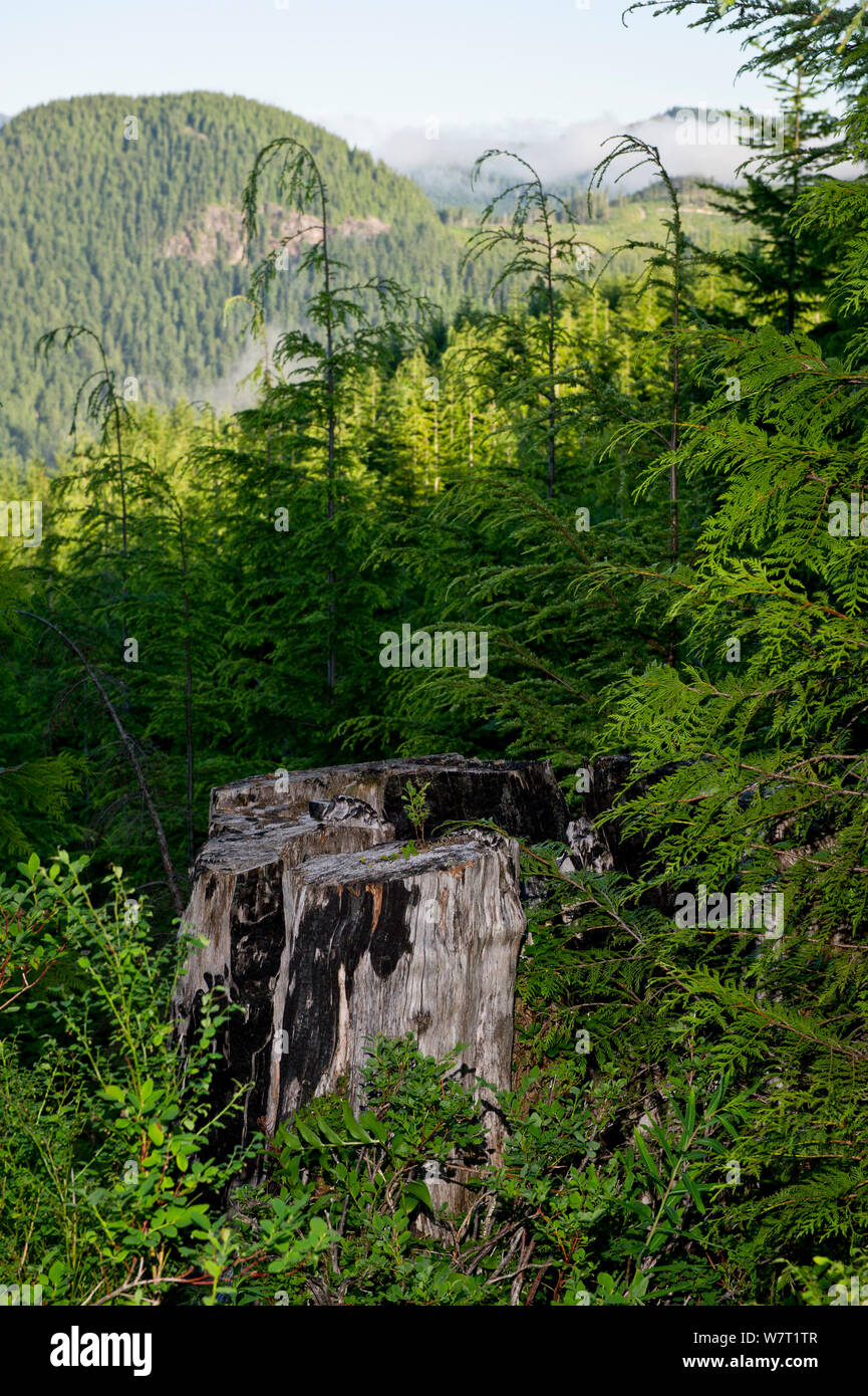 Tree stump in commercial tree plantation in the mountains Sayward, East ...