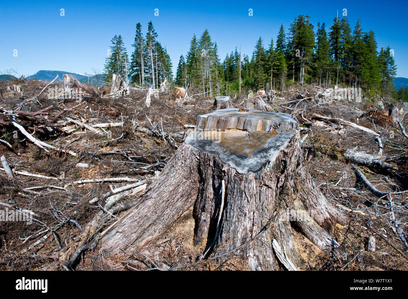 Logged forest in the mountains Sayward, East Coast, Vancouver Island ...