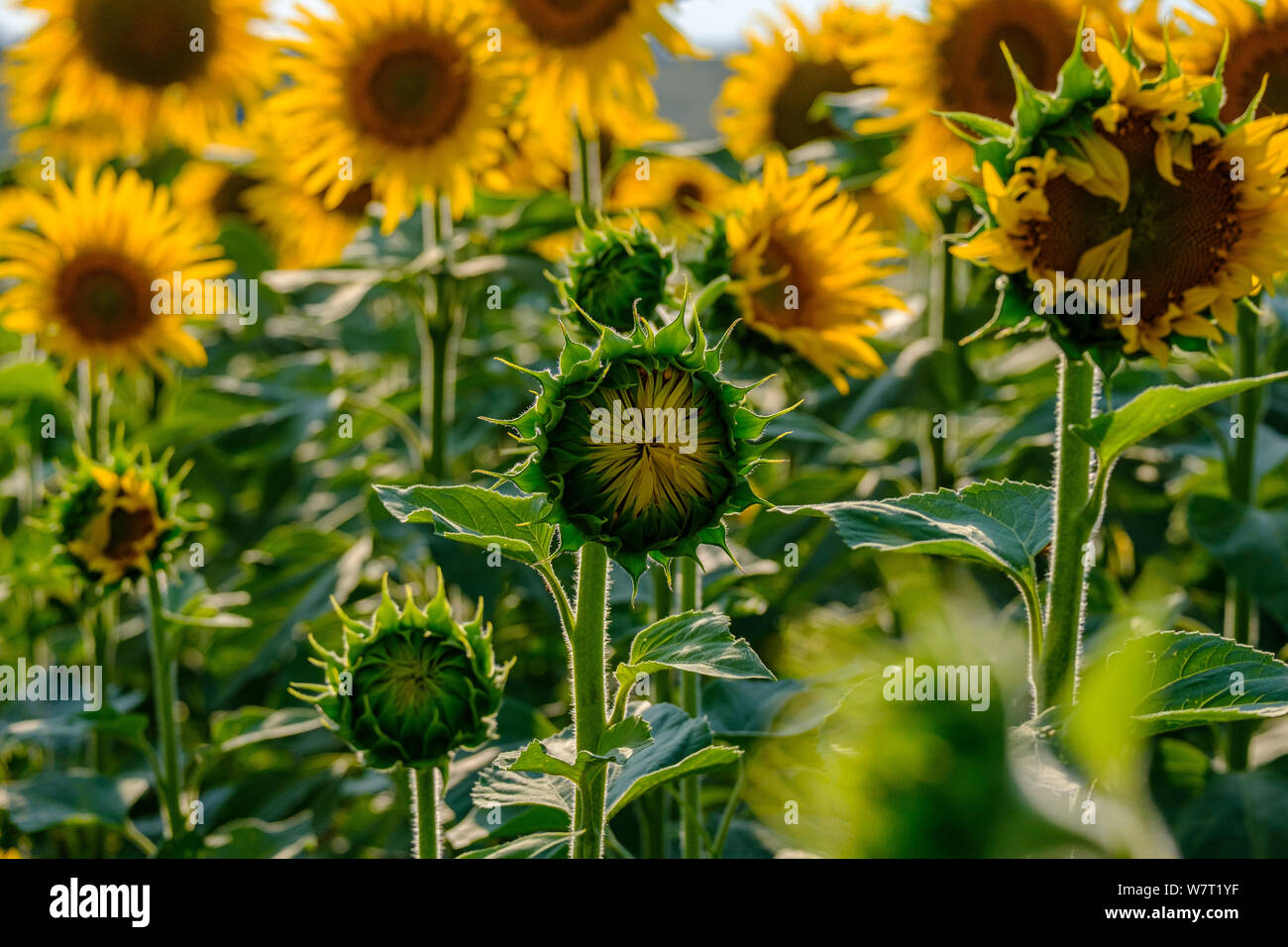Blooming sunflowers in the backlight. A cheerful symbol of a warm sunny ...