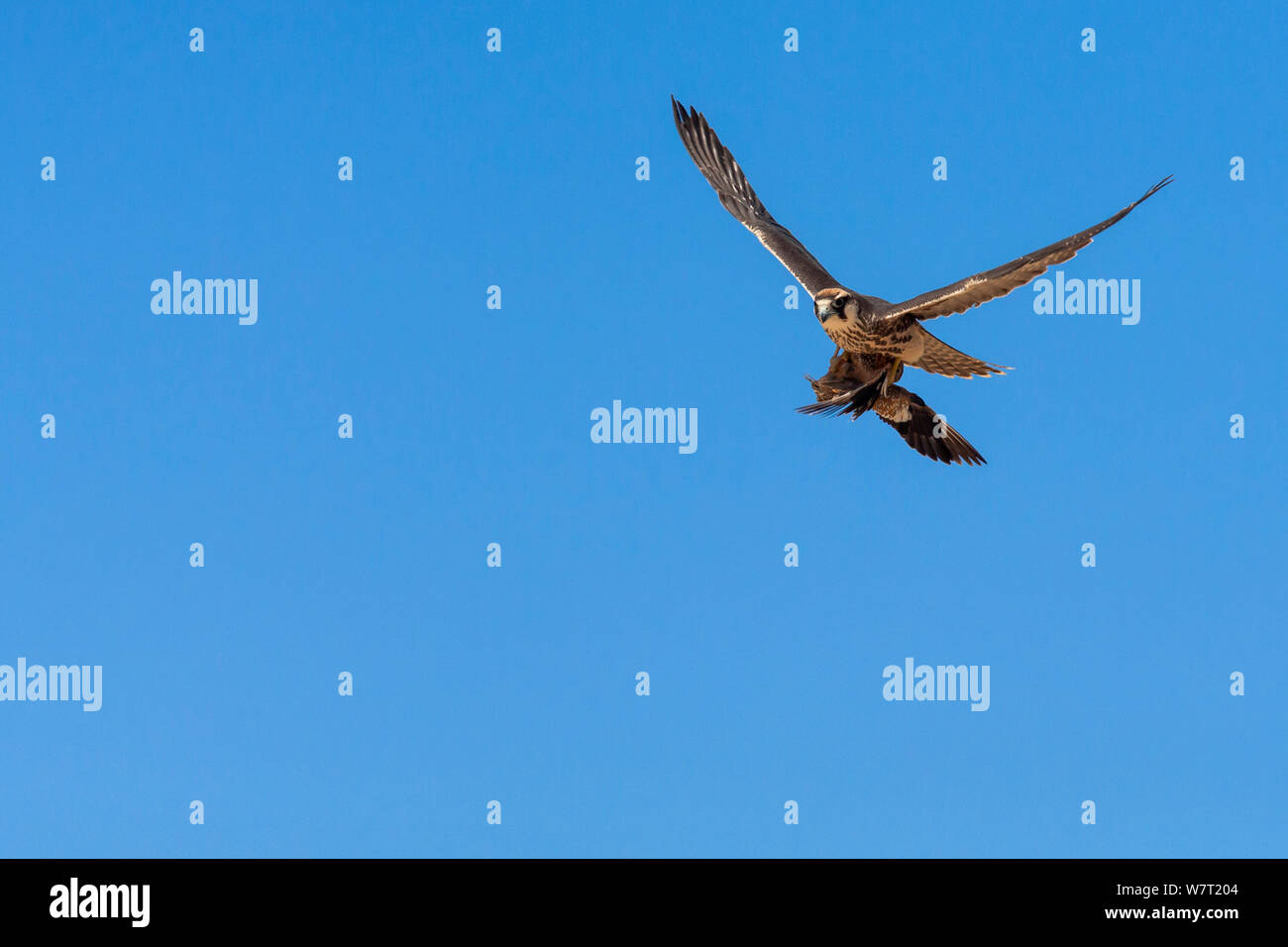 Lanner falcon (Falco biarmicus) in flight, carrying sandgrouse prey ...