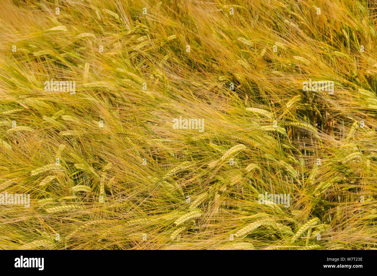 Barley plant hi-res stock photography and images - Alamy