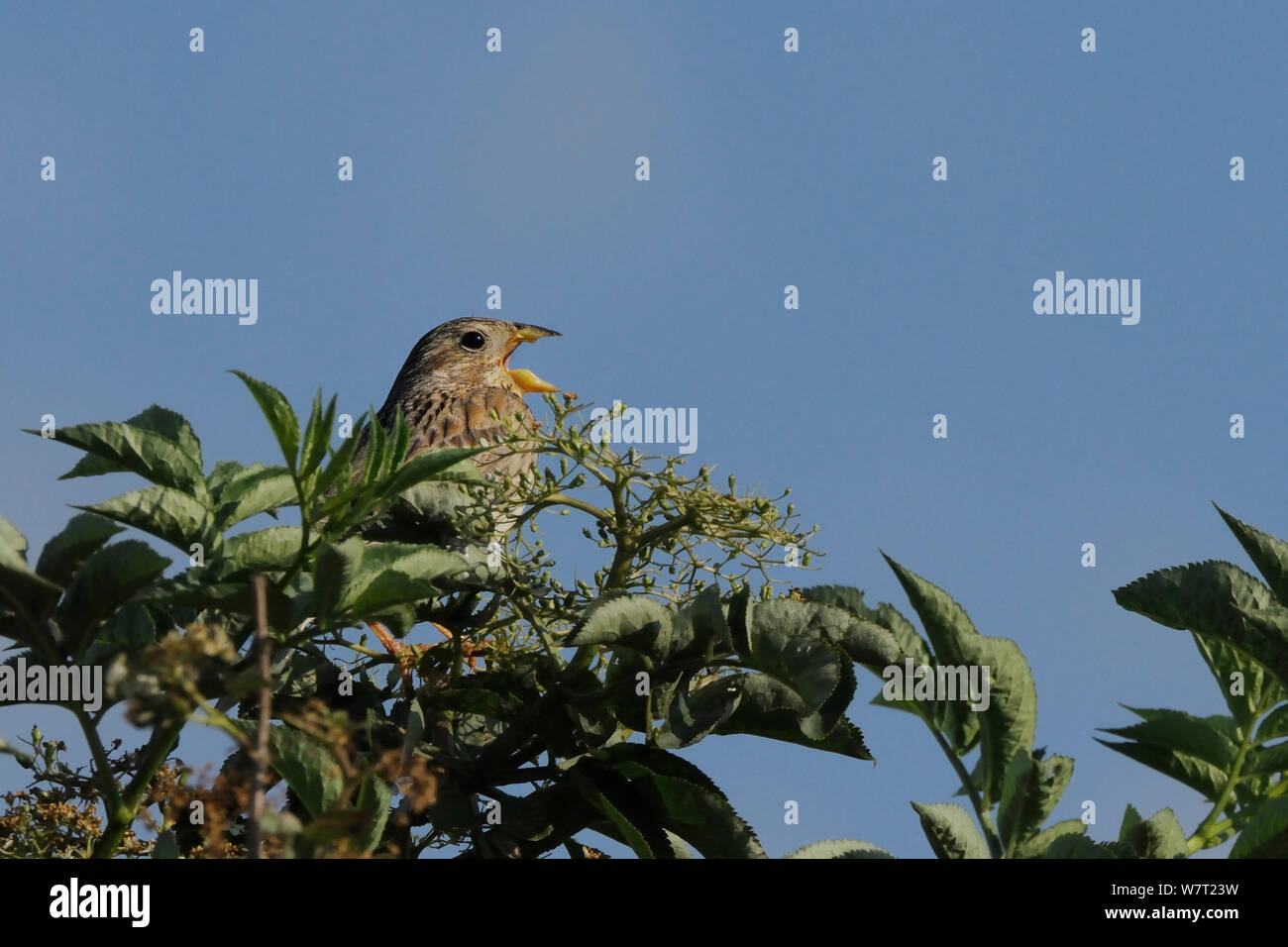 Corn bunting (Milaria calandria / Emberiza calandra) singing from high ...