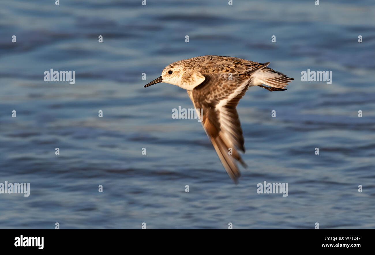 Flying sanderling hi-res stock photography and images - Alamy