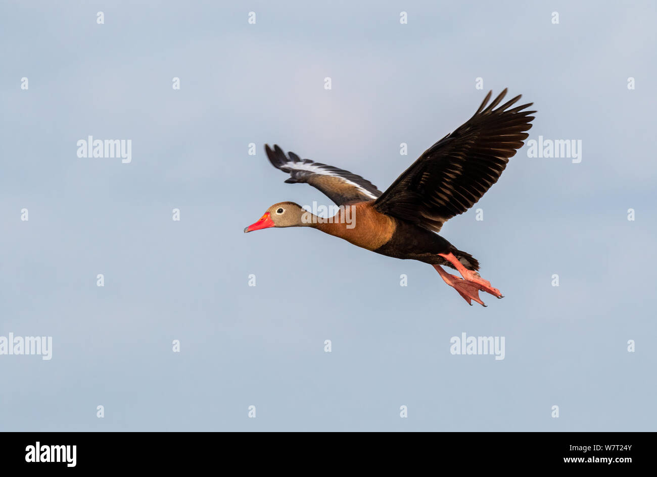 Whistling tree duck hi-res stock photography and images - Alamy