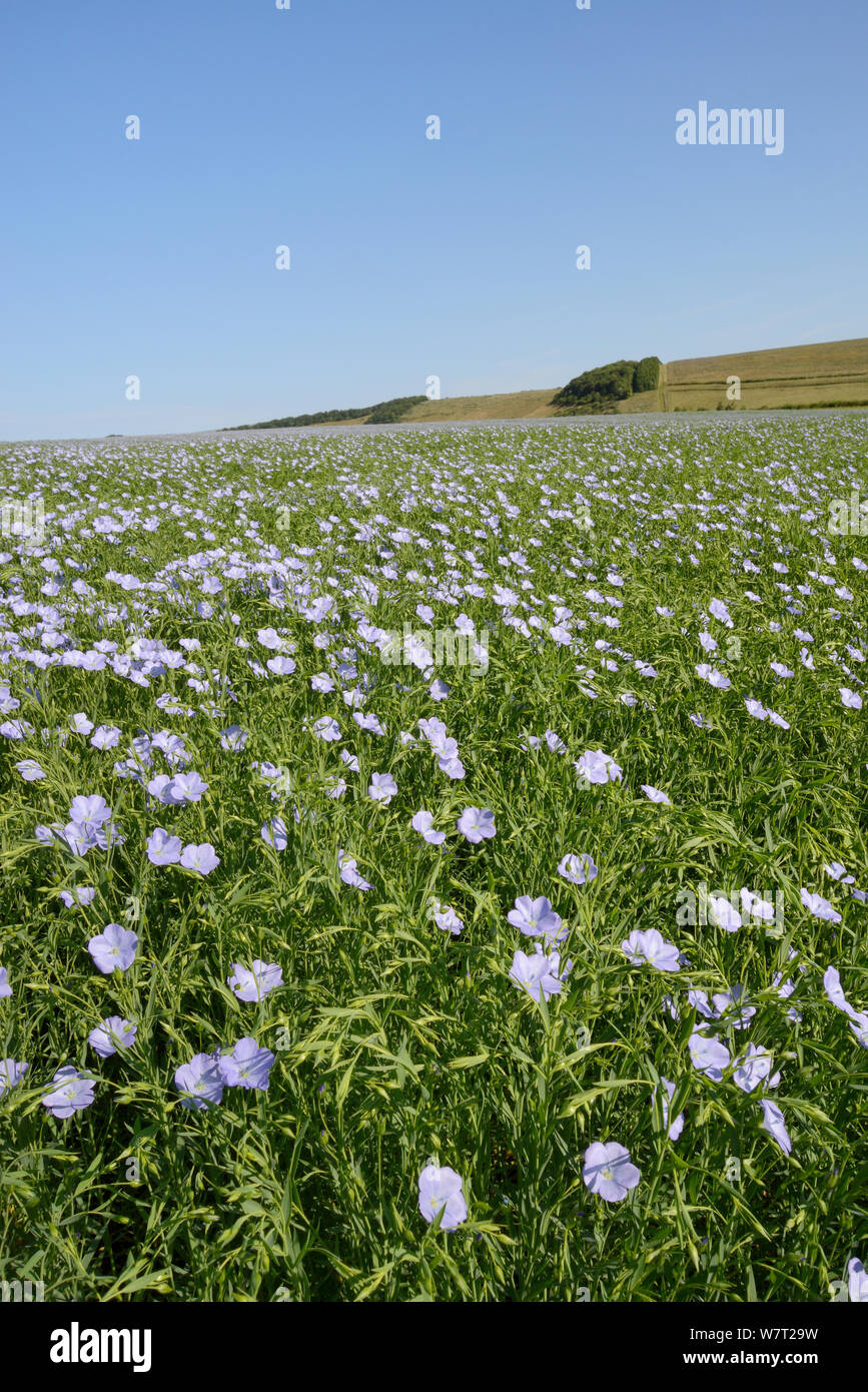Linseed crop hi-res stock photography and images - Alamy