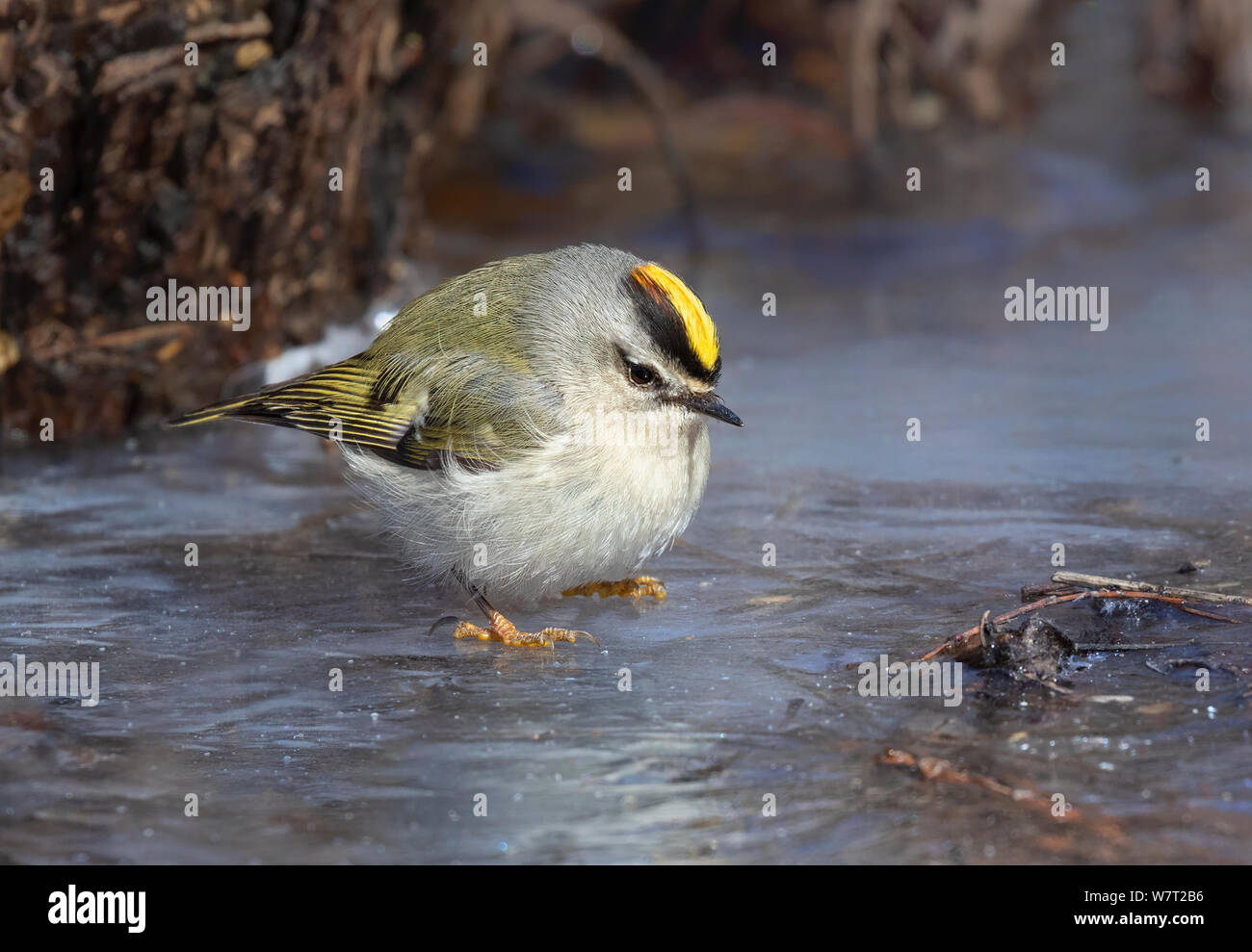 Golden-crowned kinglet (Regulus satrapa) on the ice of frozen lake ...