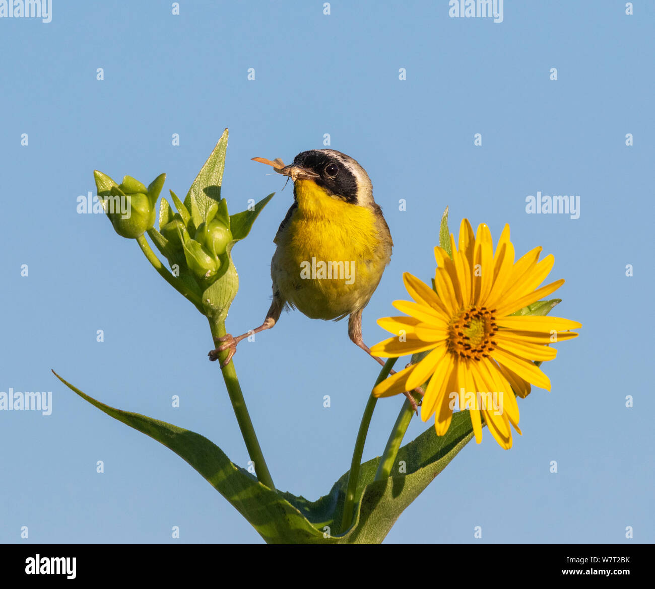Common yellowthroat (Geothlypis trichas) male, hunting insects in ...