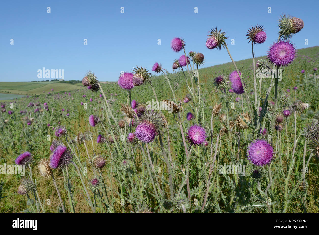Nodding / Musk thistles (Carduus nutans) flowering in a fallow field ...