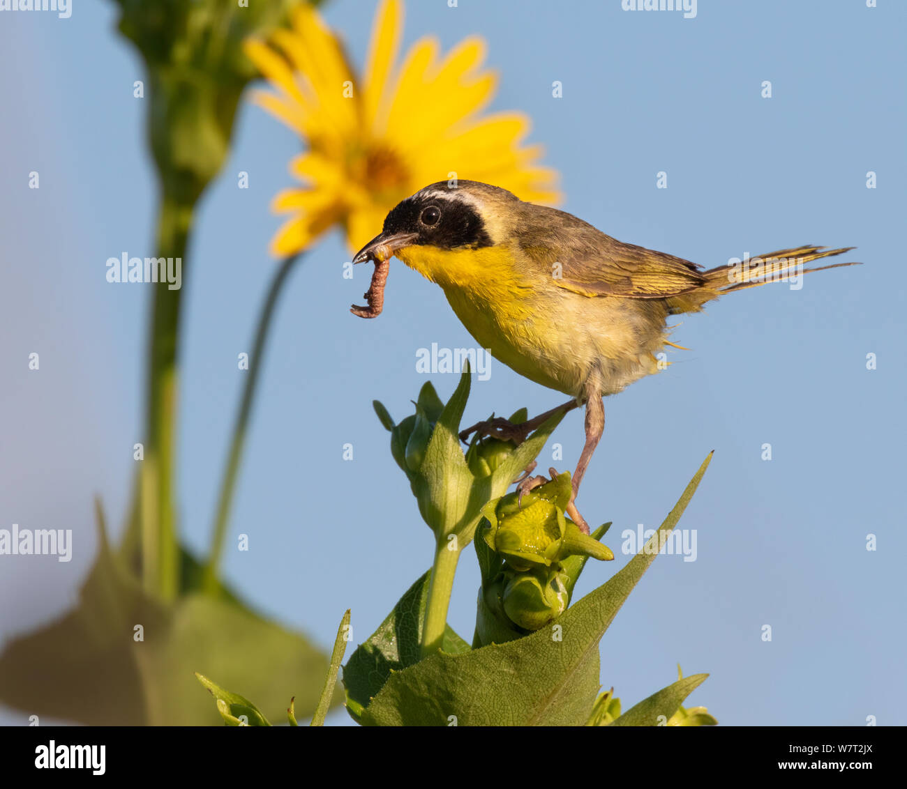 Common yellowthroat (Geothlypis trichas) male, hunting insects in ...