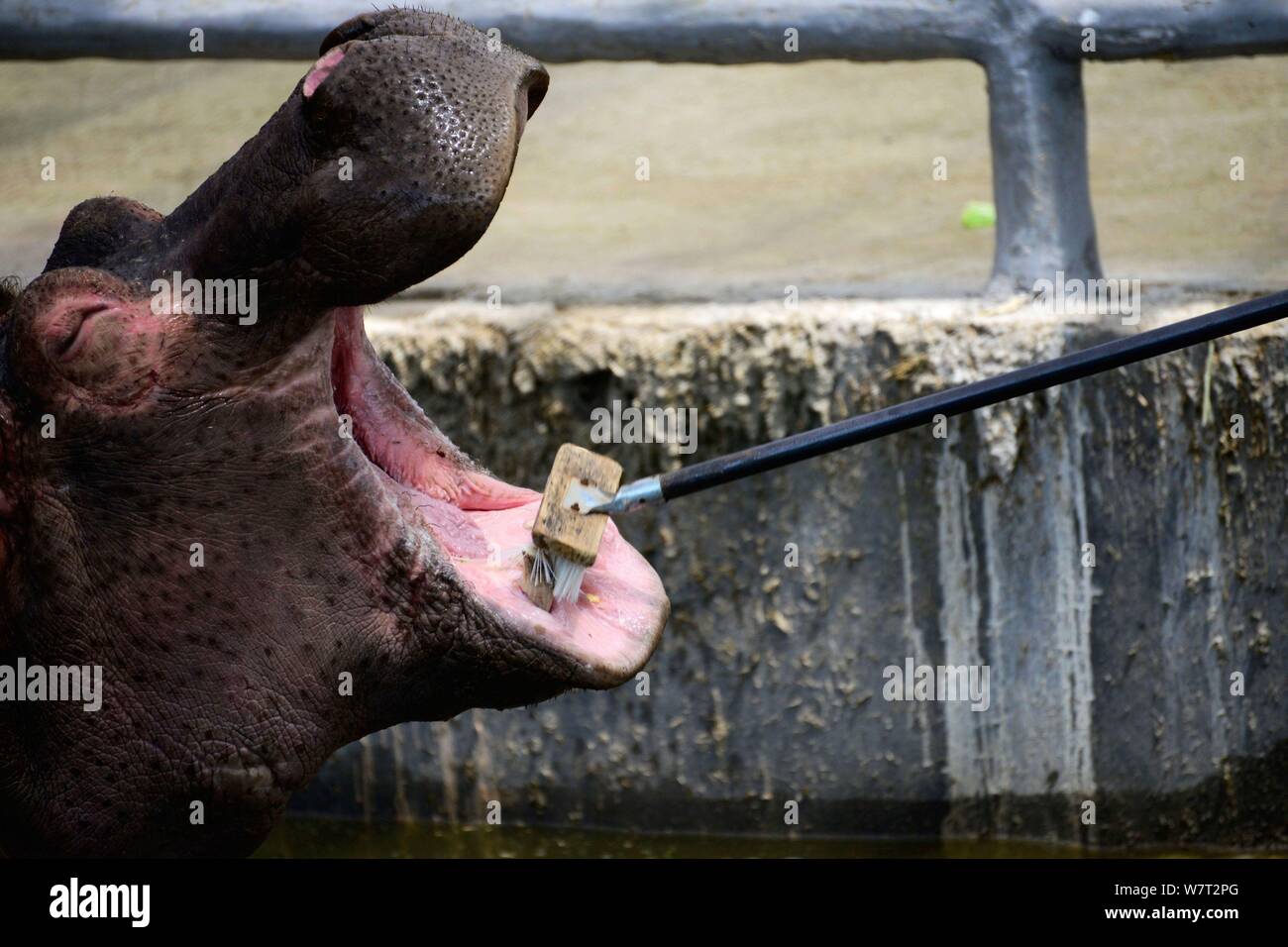 A Chinese keeper cleans the teeth of a Hippo at the Qingdao Forest ...