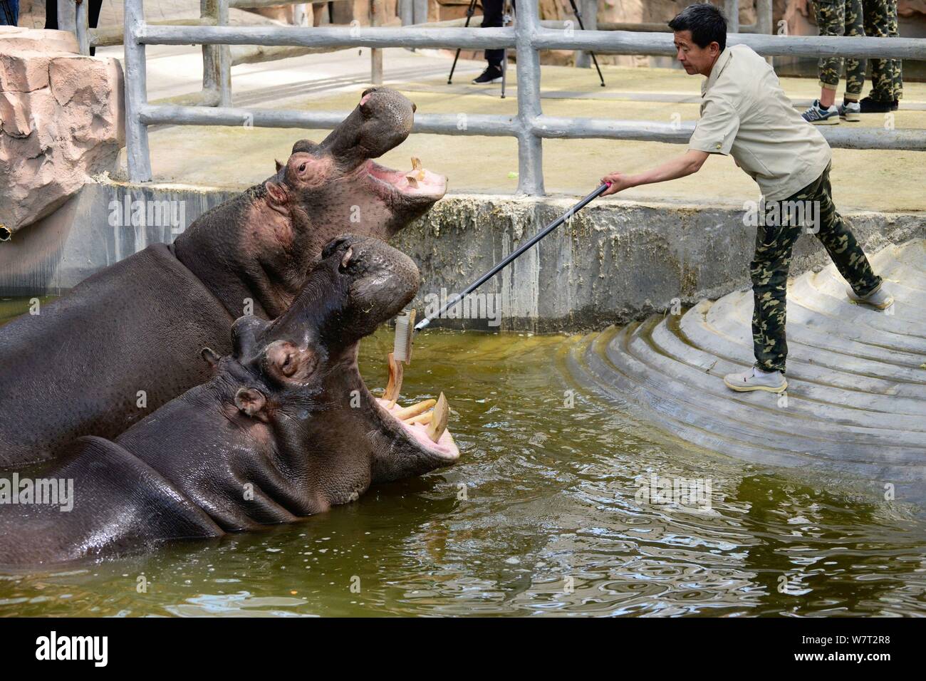 A Chinese keeper cleans the teeth of a Hippo at the Qingdao Forest ...