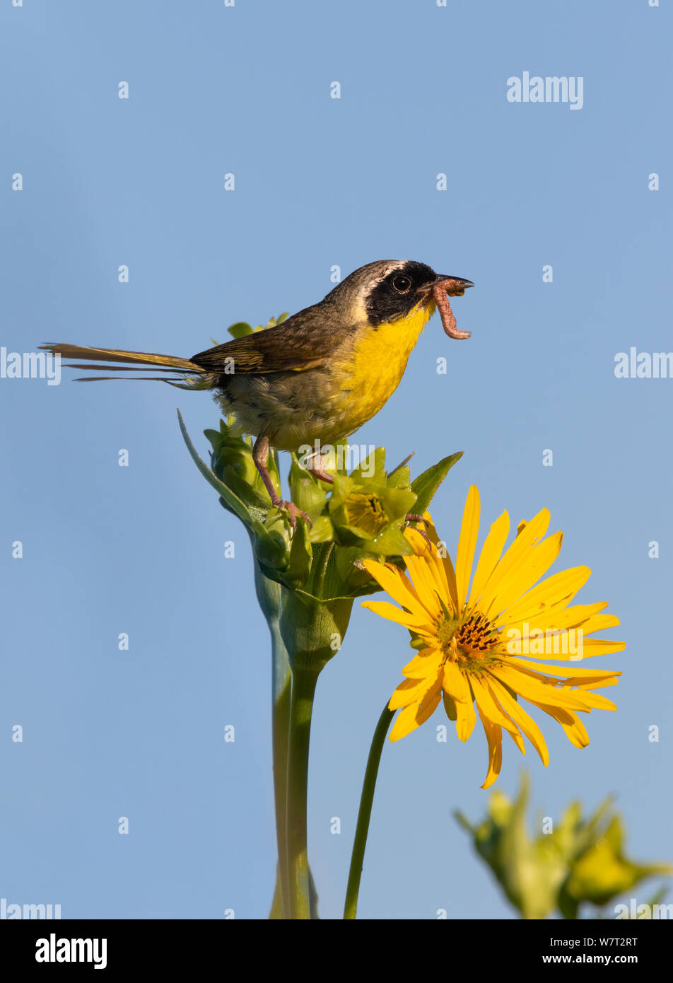 Common yellowthroat (Geothlypis trichas) male, hunting insects in ...