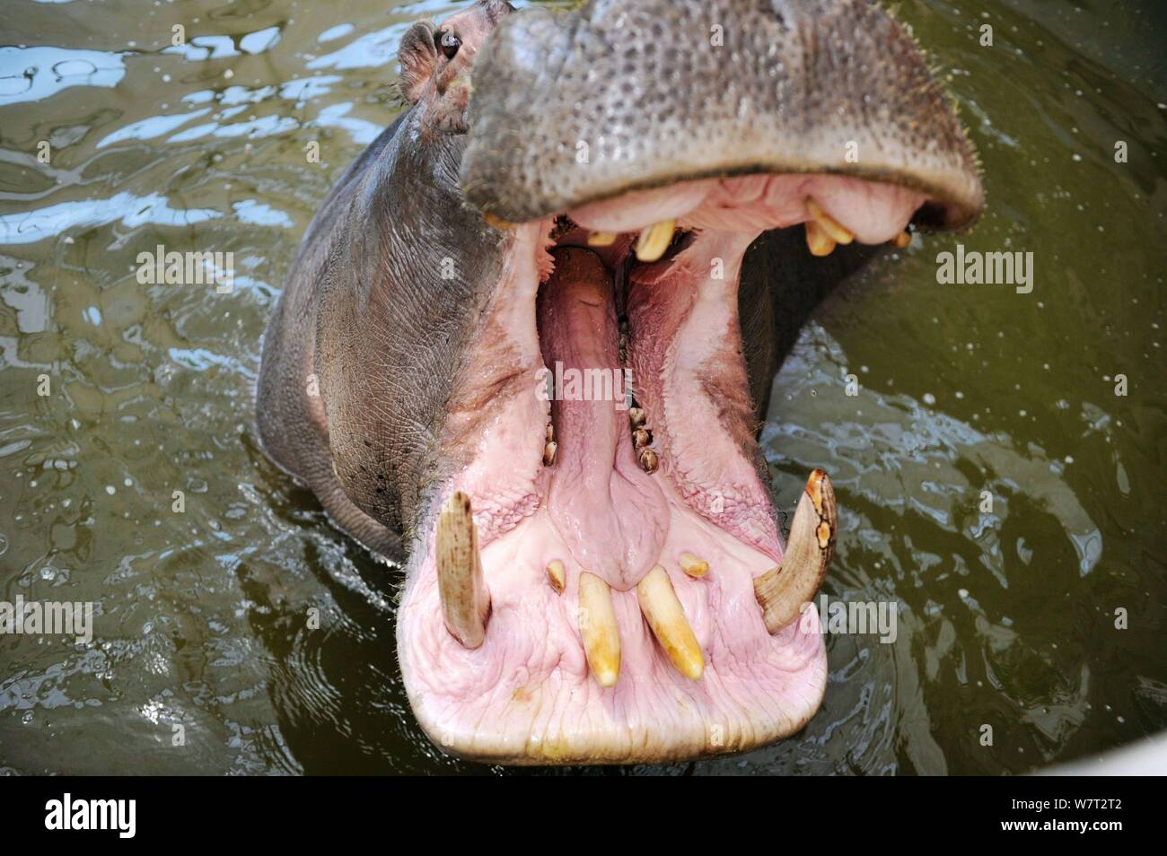 View of the teeth of a Hippo at the Qingdao Forest Wildlife World Zoo ...