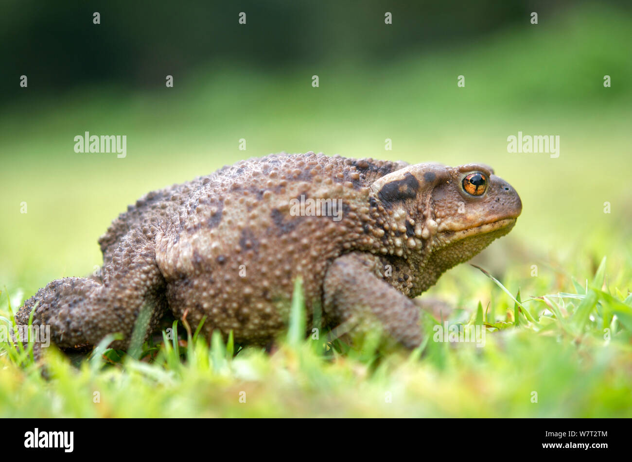 Georgia national park wildlife hi-res stock photography and images - Alamy