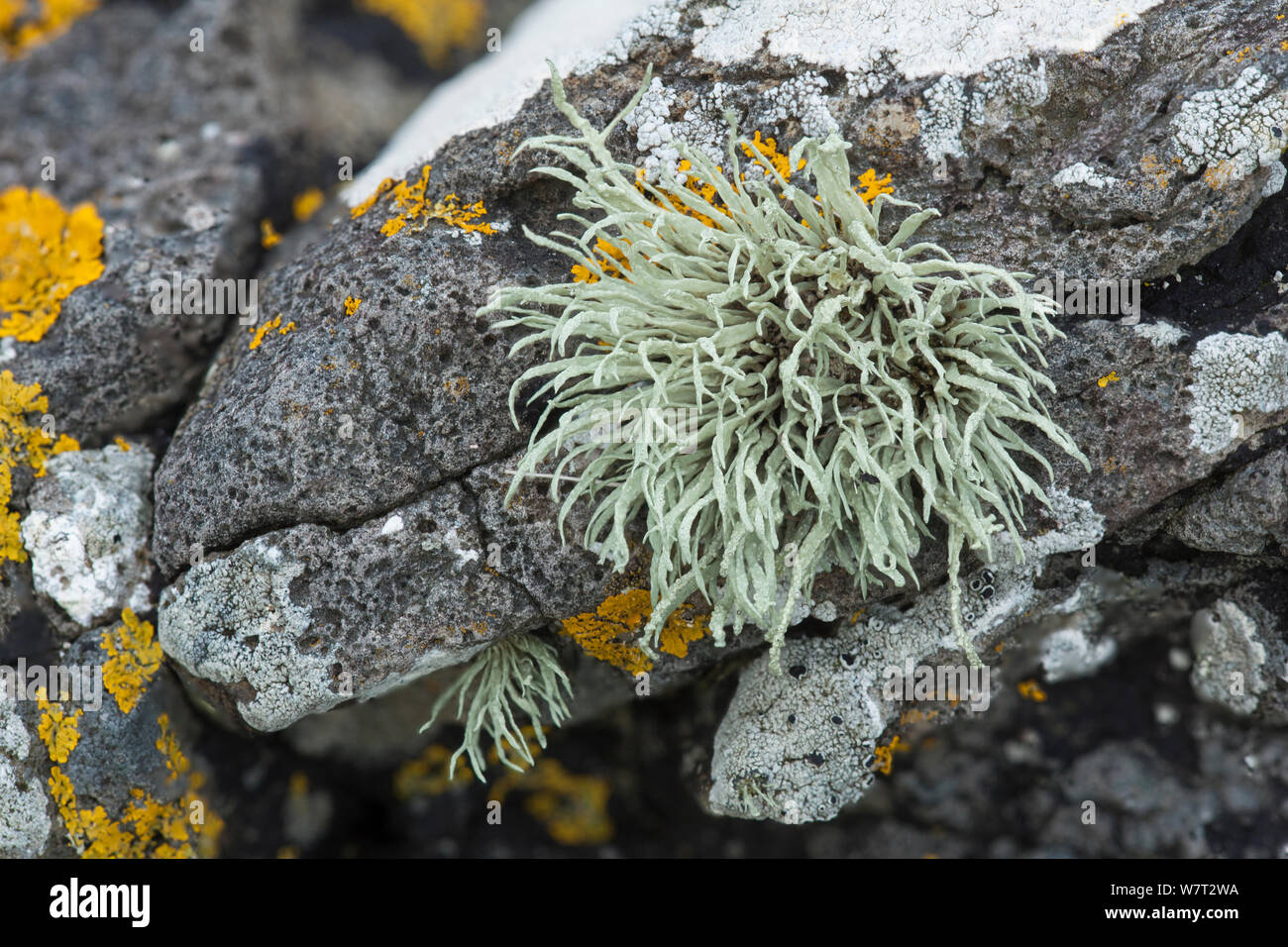 Sea ivory (Ramalina siliquosa) and several other lichens, Grass Point ...