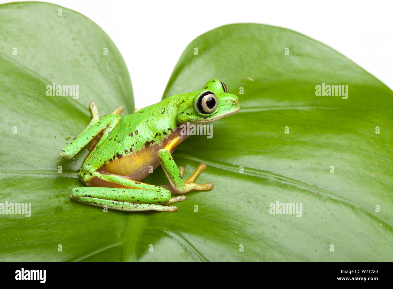 Lemur tree frog hi-res stock photography and images - Alamy