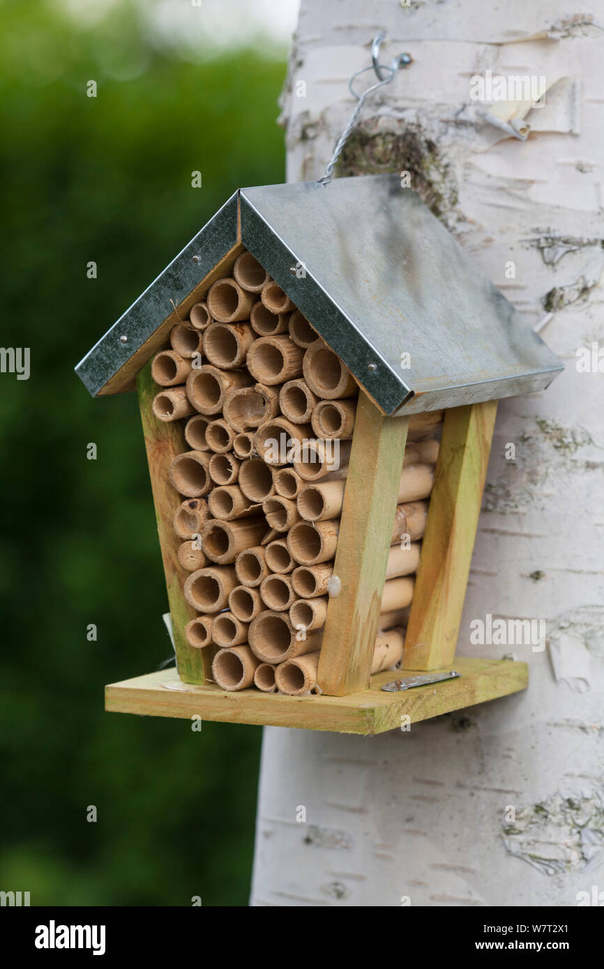 Insect box hi-res stock photography and images - Alamy