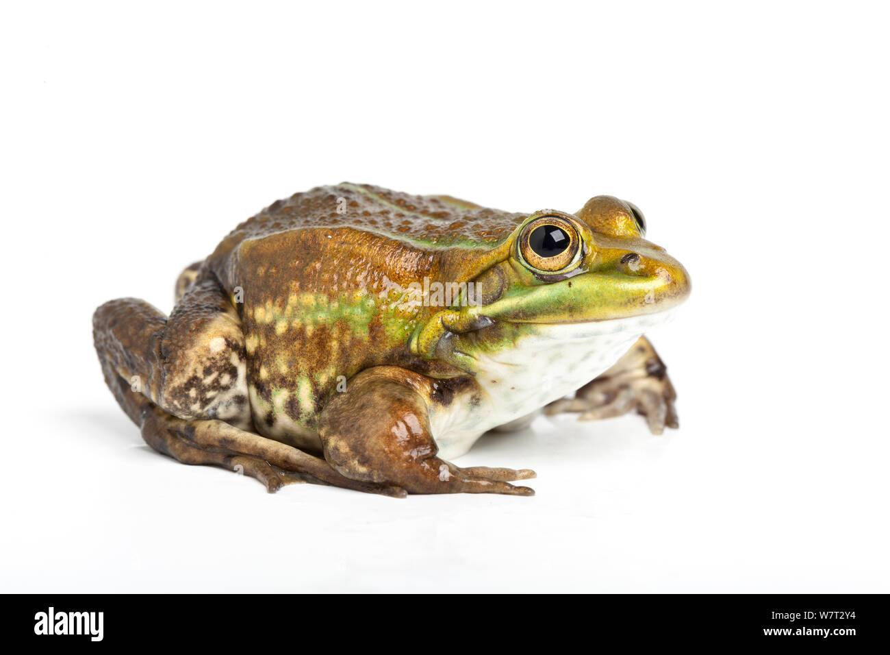 Pool Frog (Pelophylax lessonae) captive. (Extinct in Britain since ...