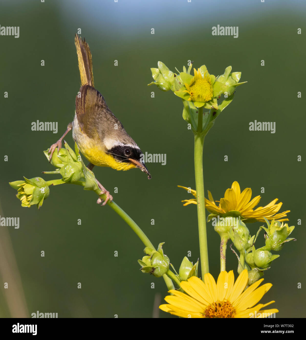 Common yellowthroat (Geothlypis trichas) male, hunting insects in ...