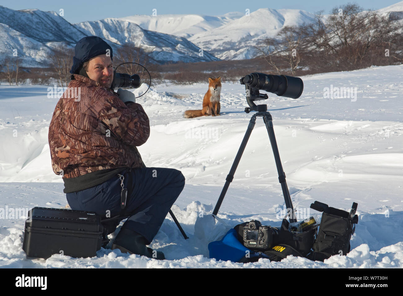 Photographer Sergey Gorshkov taking photographs of Red fox (Vulpes ...