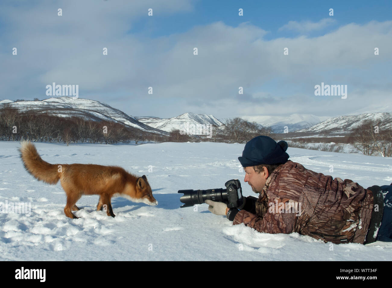 Photographer Sergey Gorshkov taking photographs of Red fox (Vulpes ...
