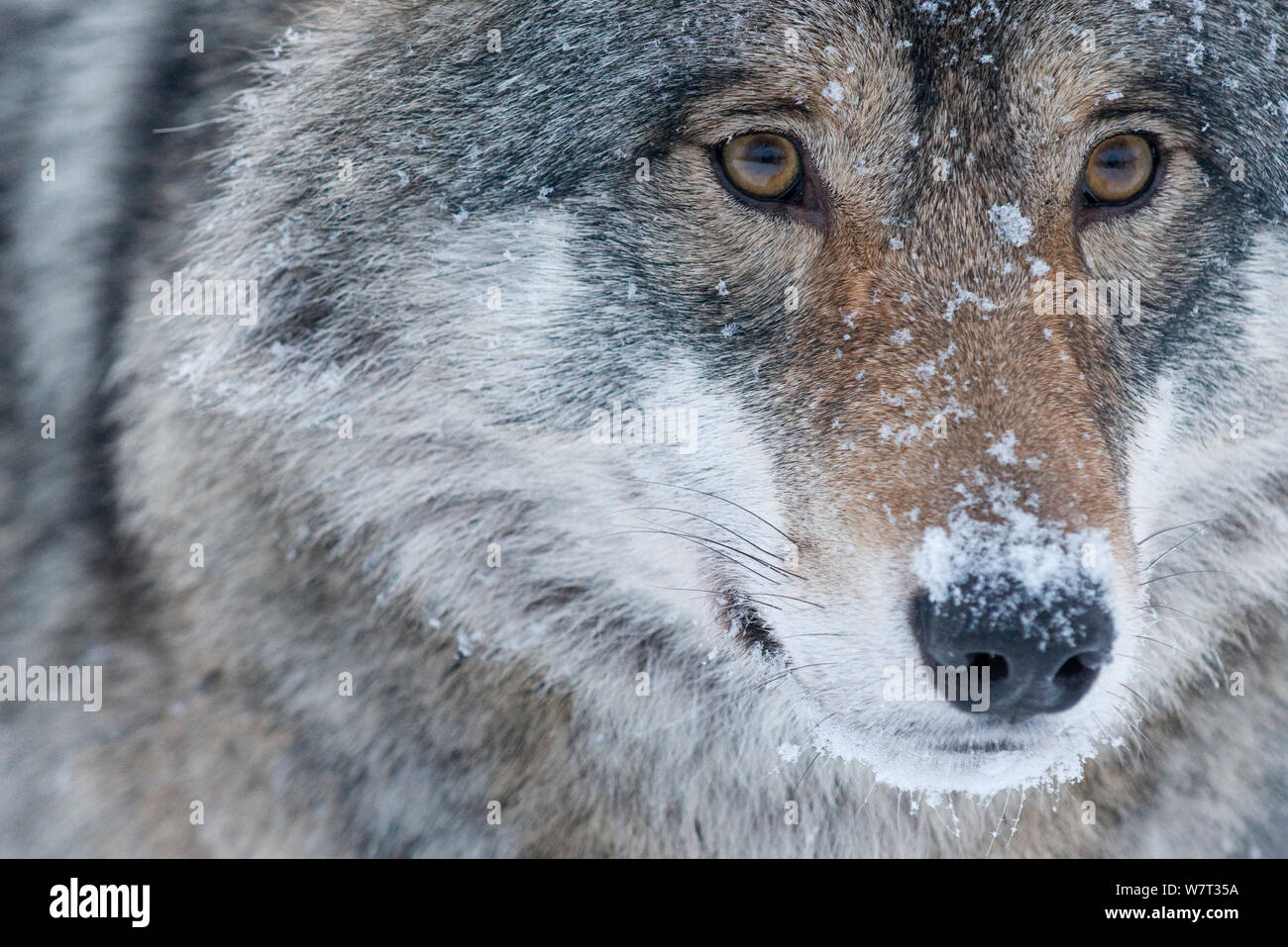 Close-up portrait of a European grey wolf (Canis lupus), captive ...