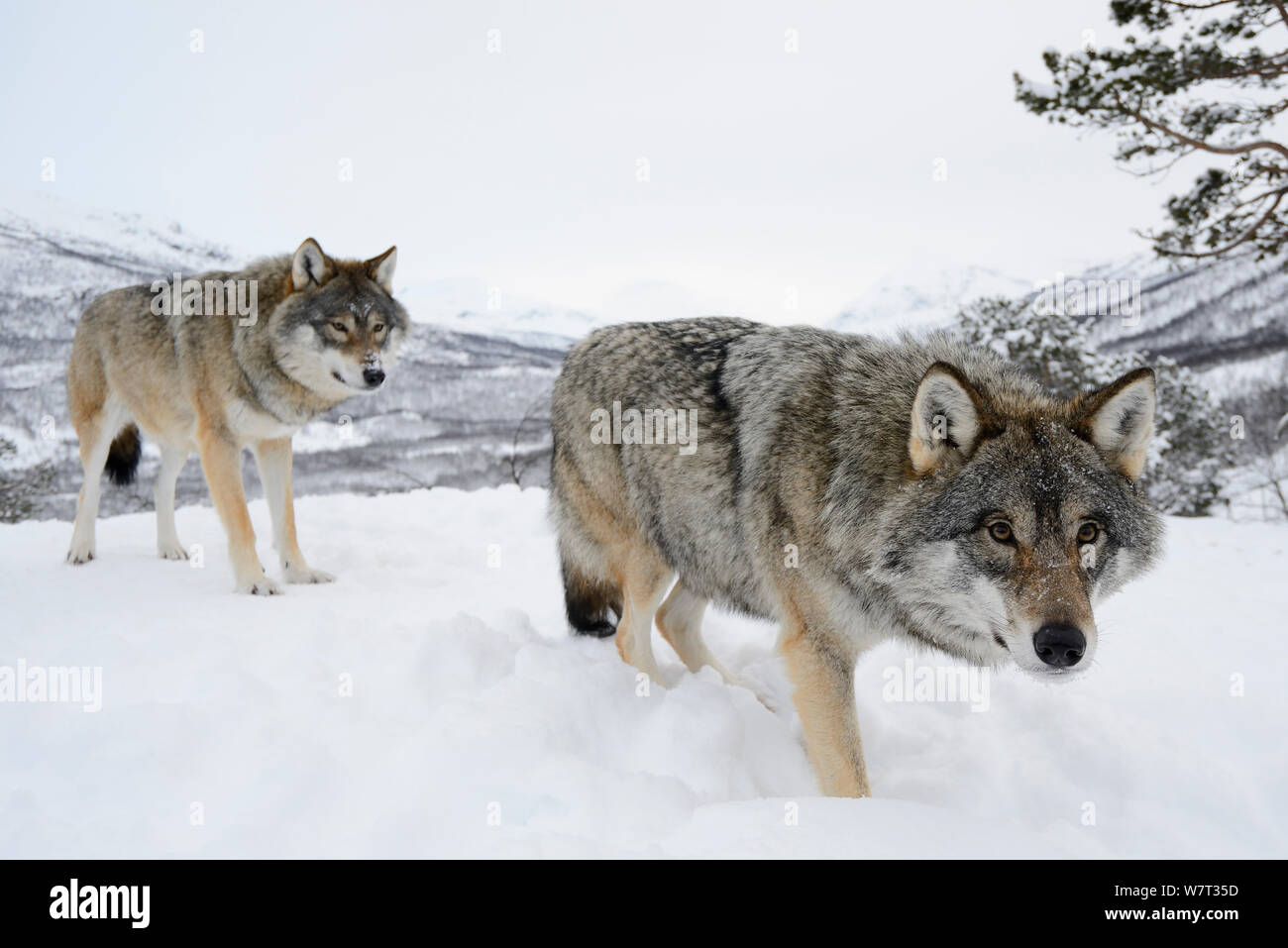 Two wolves walking hi-res stock photography and images - Alamy