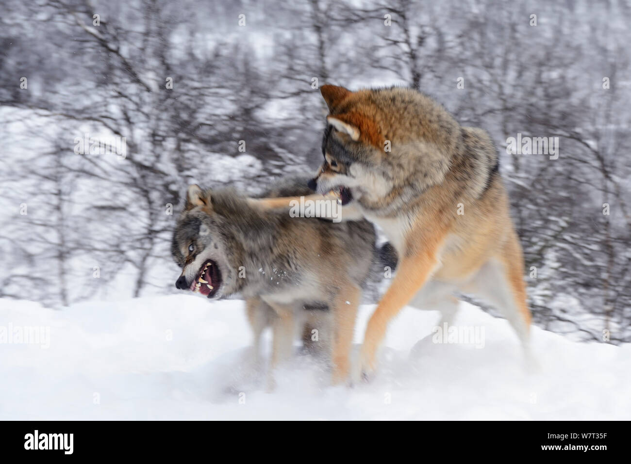 Two fighting wolves hi-res stock photography and images - Alamy