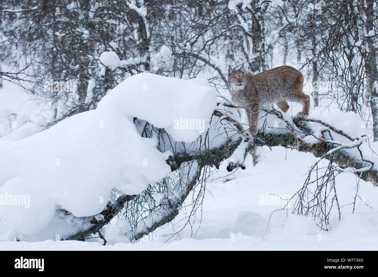 European lynx (Lynx lynx) climbing over a fallen tree, captive, Norway ...