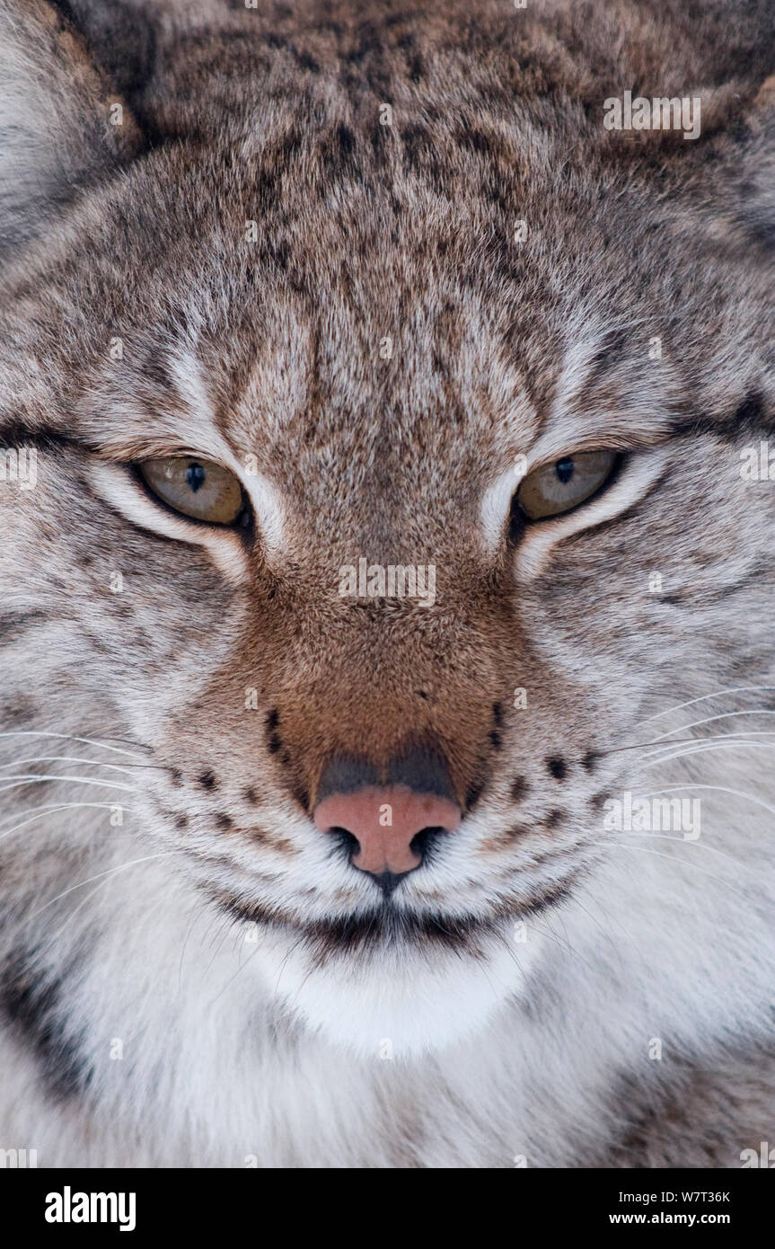 Full face portraits hi-res stock photography and images - Alamy