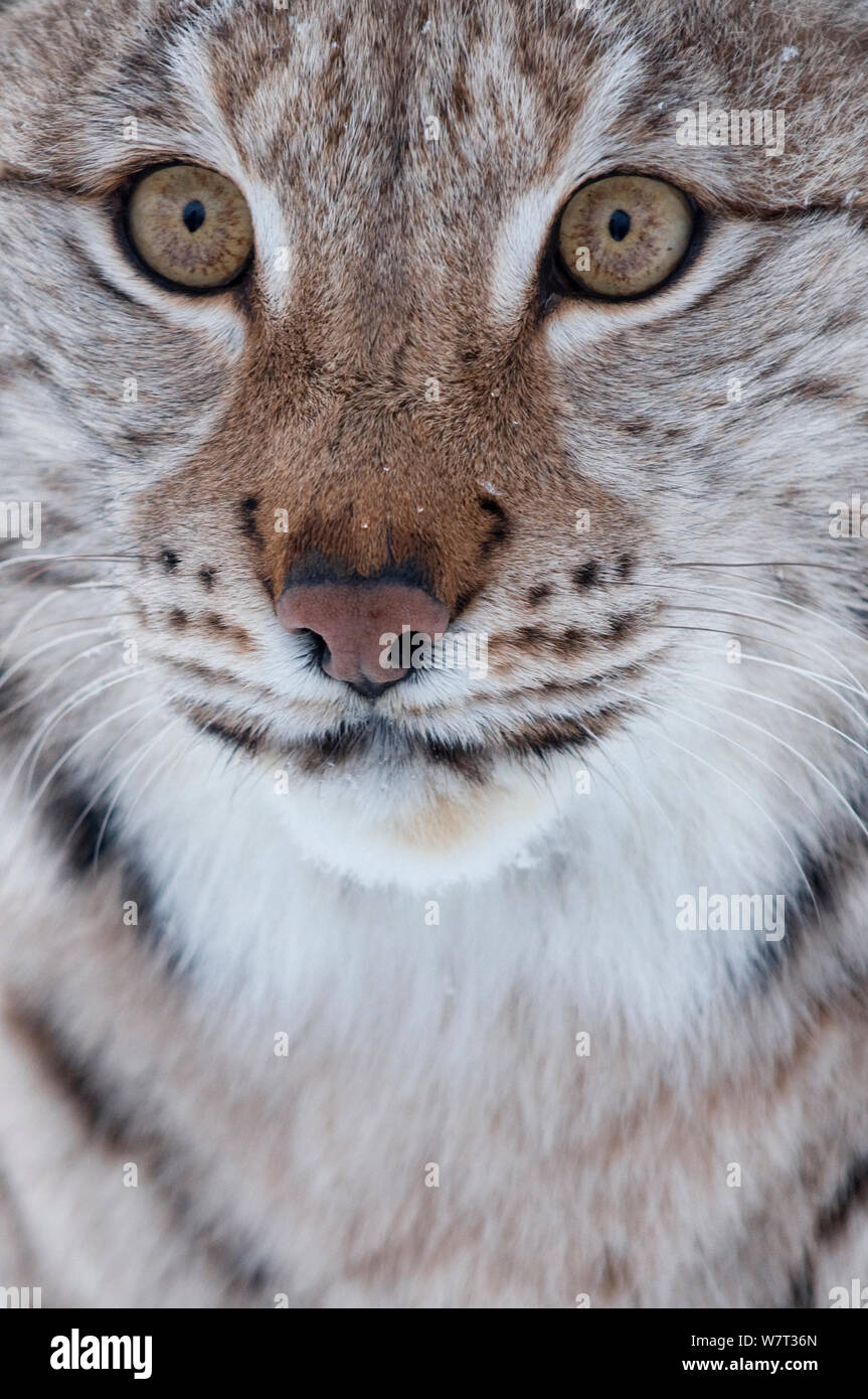Full face portraits hi-res stock photography and images - Alamy