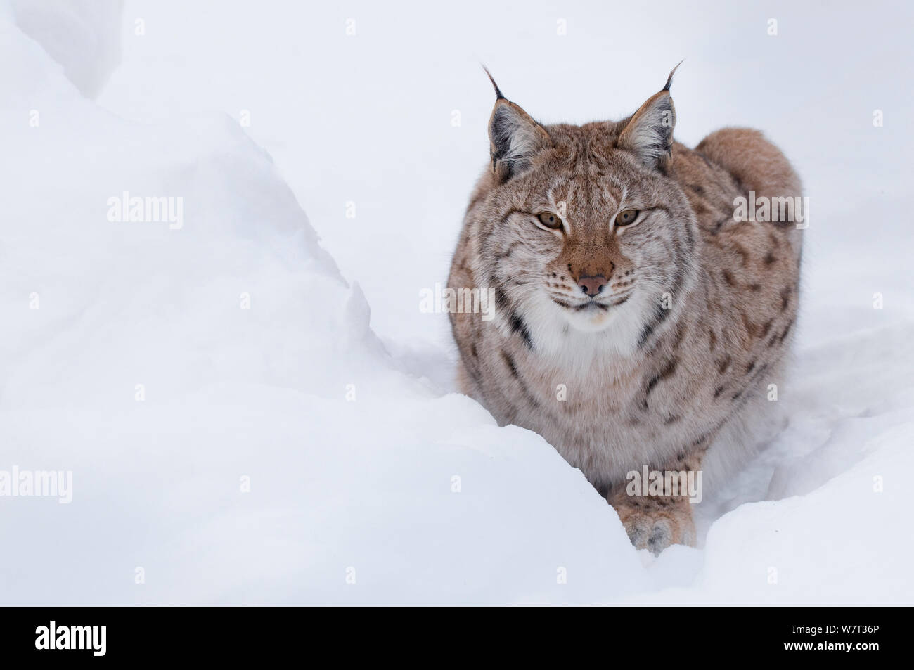 Nordic Lynx High Resolution Stock Photography and Images - Alamy