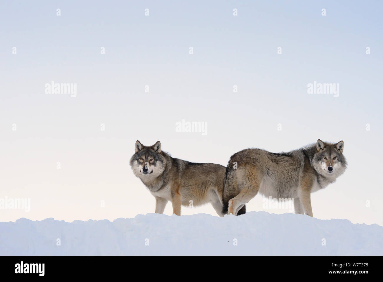 Two European grey wolves (Canis lupus), captive, Norway, February Stock ...