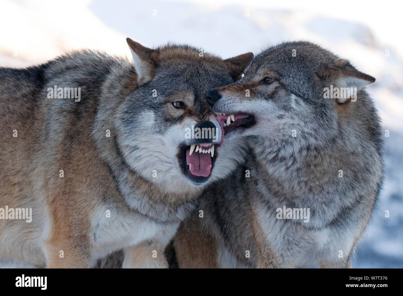 Two European grey wolves (Canis lupus) interacting, captive, Norway ...