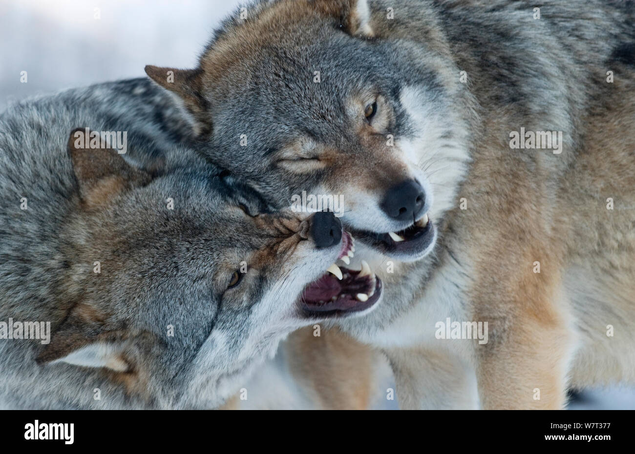 Two European grey wolves (Canis lupus) interacting, captive, Norway ...