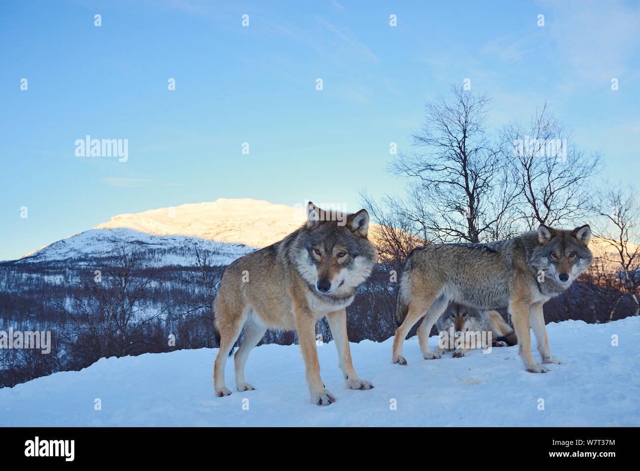 Nordic wolves hi-res stock photography and images - Alamy